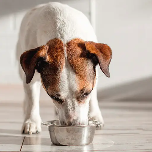 Alimentos Húmedos para Mascotas Exigentes